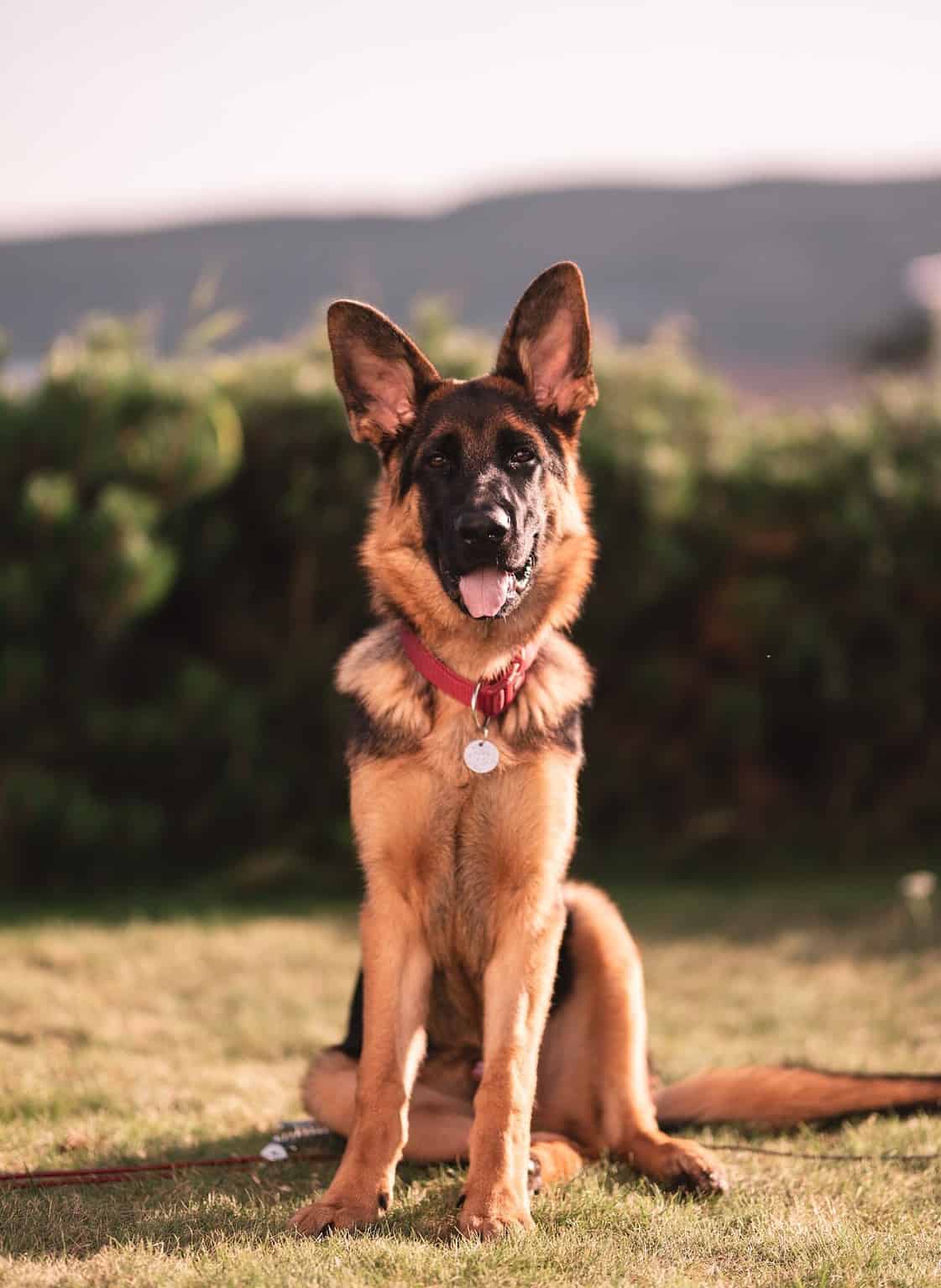 Top 10 Store hunderacer for familier | MÆT