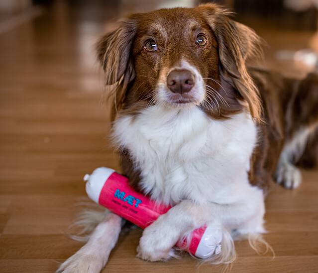 Vælg det bedste hundefoder til store hunde | MÆT