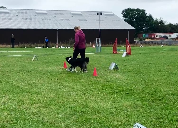 Rally Obedience - a fun dog sport | MÆT Pets